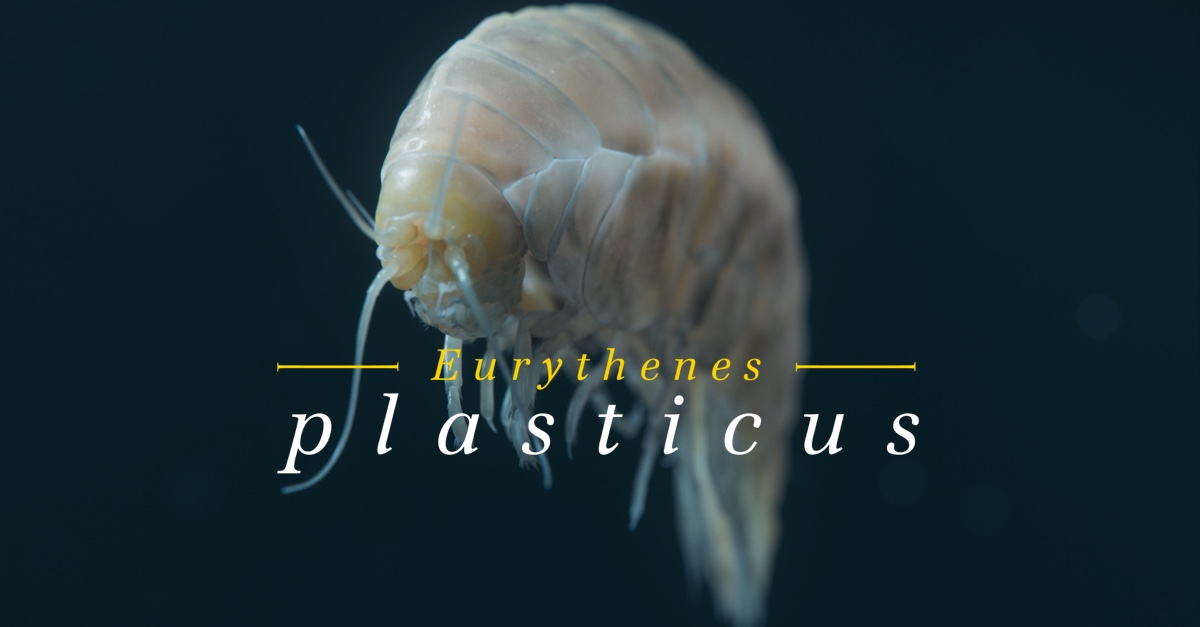 WWF: Eurythenes plasticus